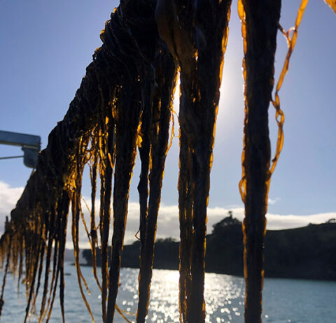 Why Seaweed | ANZSA | Aotearoa New Zealand Seaweed Association