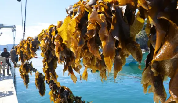 News | ANZSA | Aotearoa New Zealand Seaweed Association